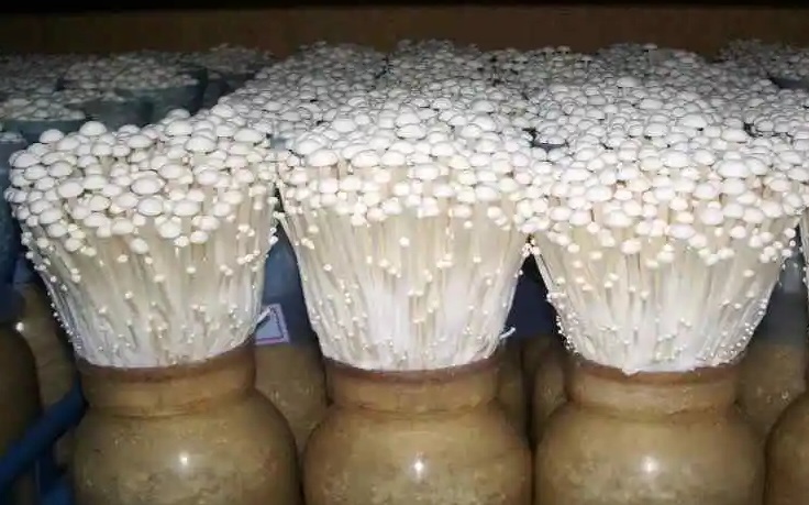 ️Harga Jamur Enoki per Kg Terbaru Juni 2026, Cara Budidaya, Olahan dan ...