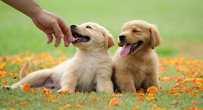 ️Harga Anjing Golden Retriever Terbaru Januari 2025, Anakan dan Dewasa ...