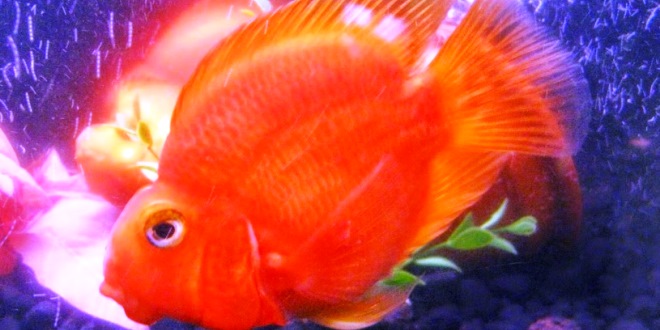 ️Harga Ikan Red Parrot Terbaru November 2024: Ikan Hias yang Unik dan ...